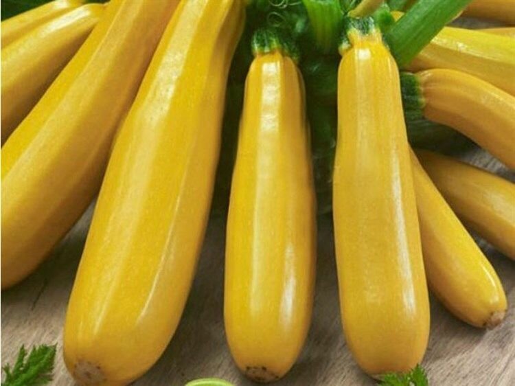 Семена Кабачок цуккини Жар Птица F16 шт.