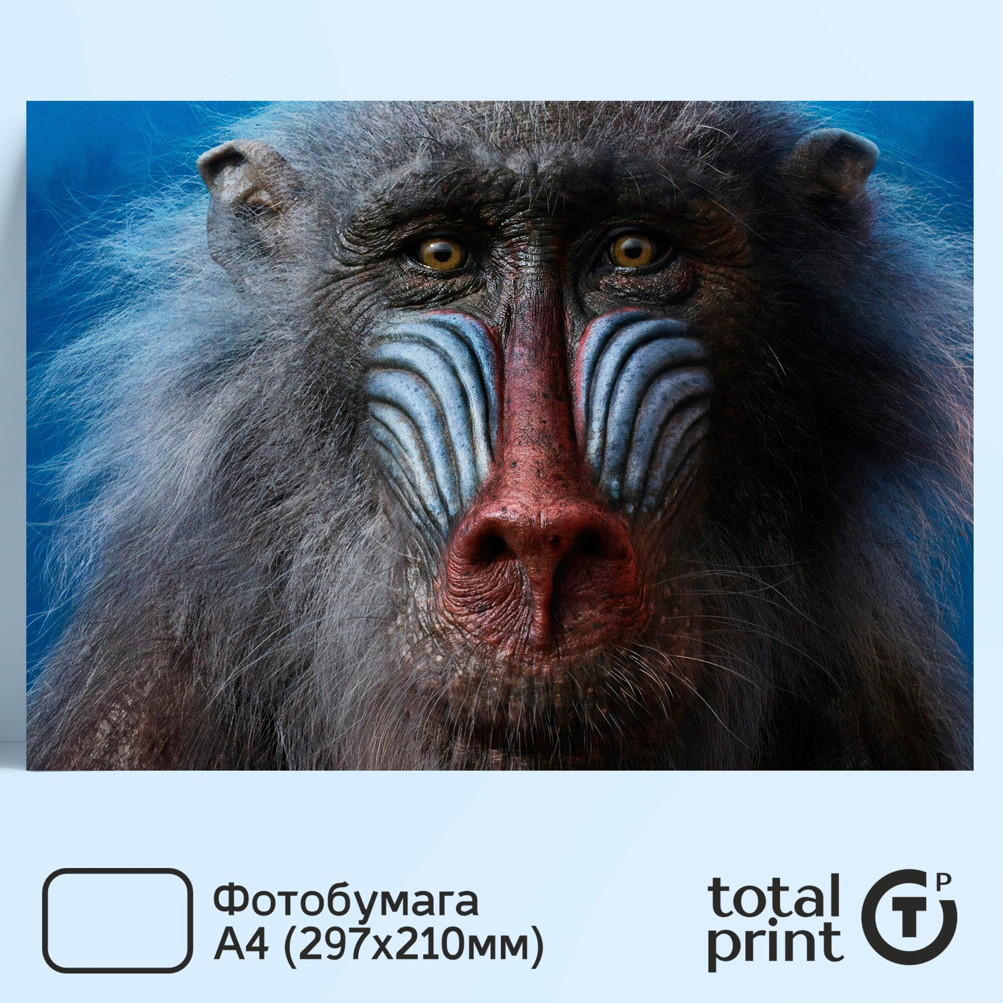 TotalPrint Постер для интерьера, Король Лев, А4(21х29.7см)