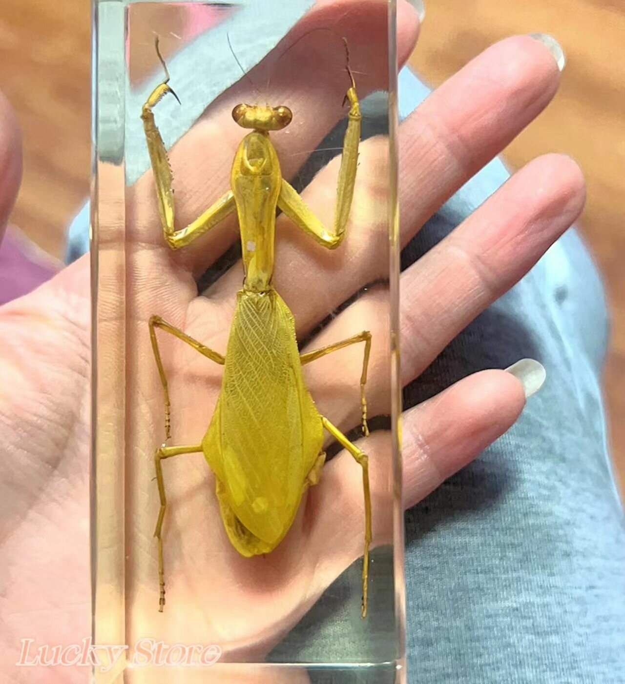 Настоящие экземпляры насекомых, Коллекция насекомых, образец богомола 1 шт