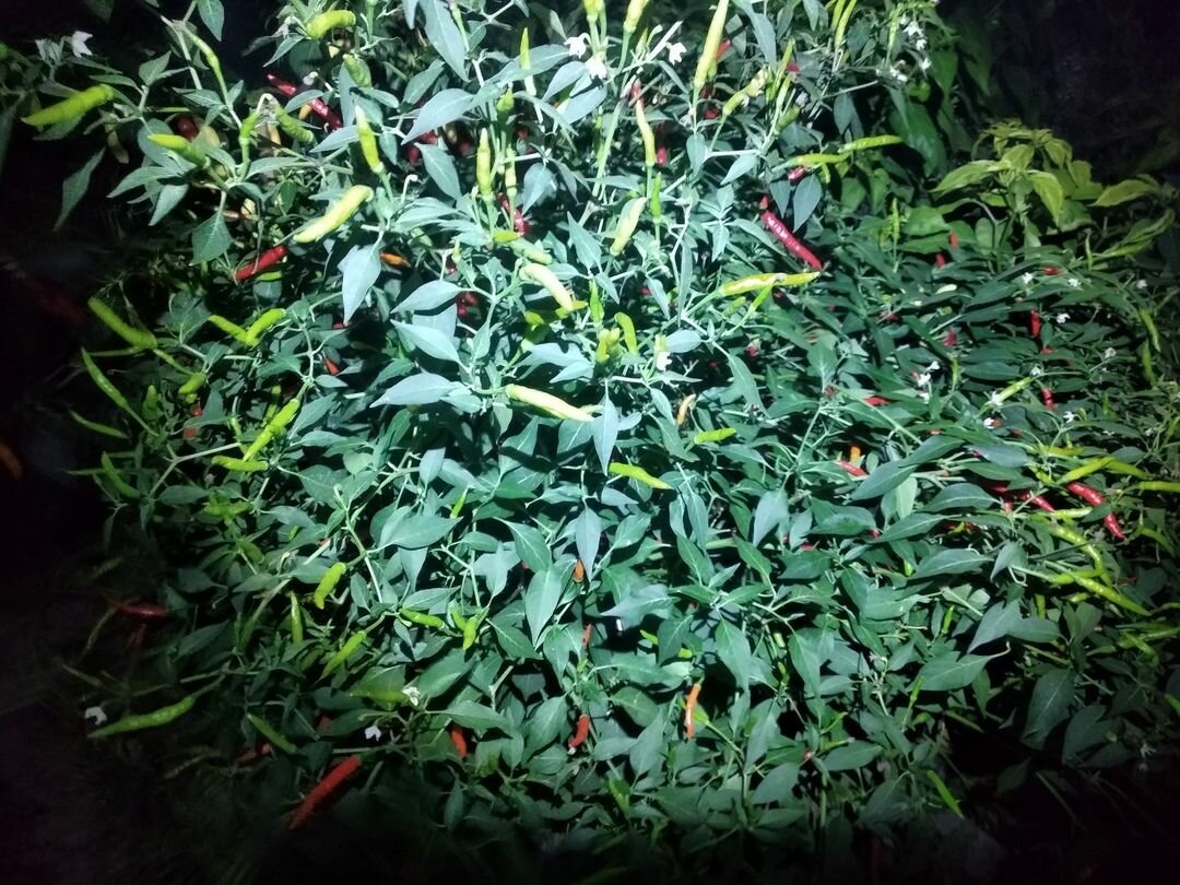 Семена Острого перца Thai dragon red 7шт+ бонус