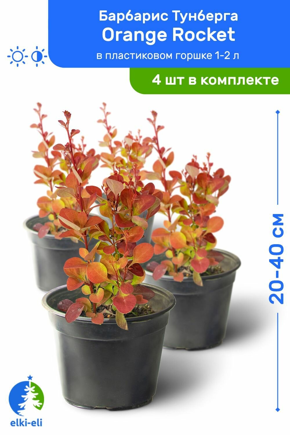 Барбарис Тунберга Orange Rocket (Оранж Рокет) 20-40 см в пластиковом горшке 1-2 л, саженец, лиственное живое растение, комплект из 4 шт
