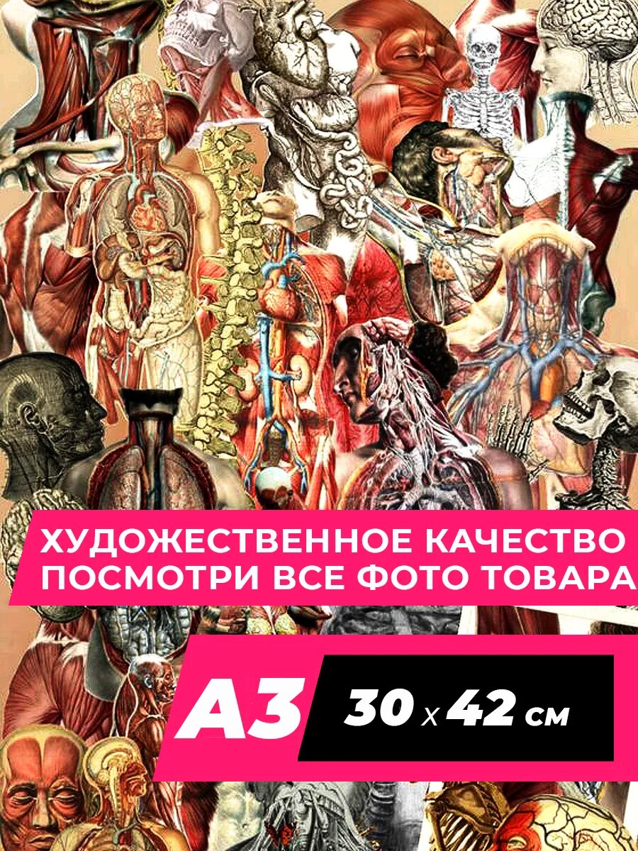 Постер Анатомия человека на стену 133 A3, матовая фотобумага премиум качества