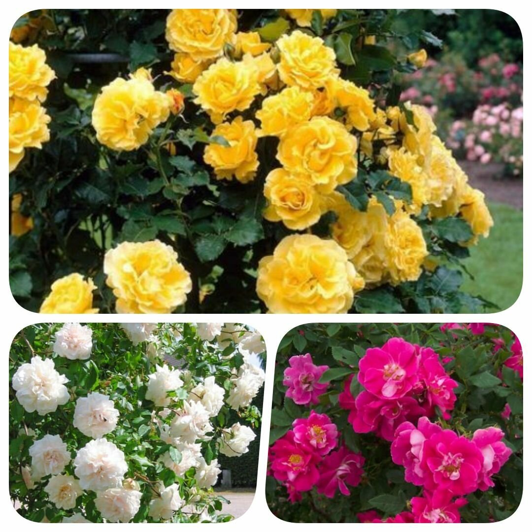 Комплект плетистых роз Карье 3 шт