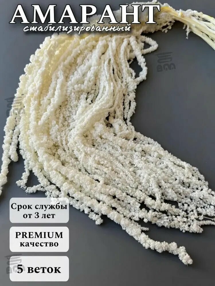 Стабилизированные цветы Амарант, 100 см, 150 гр, 1 шт