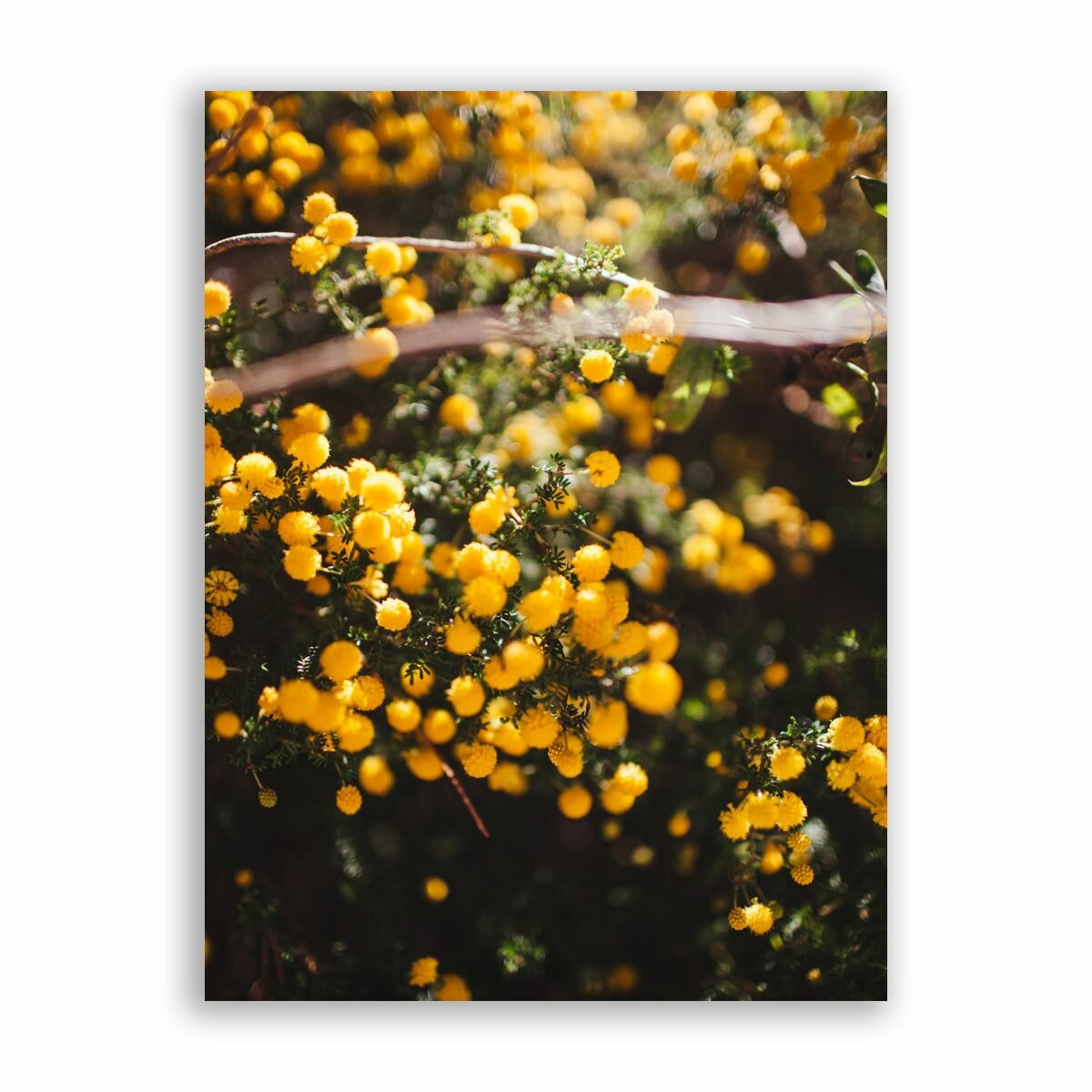 Постер цветы на бумаге / Мимоза / Размер 40 x 53 см
