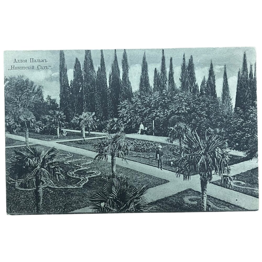 Почтовая открытка "Аллея Пальм. Никитский сад" 1900-1917 гг. Российская Империя (Лот № 2)