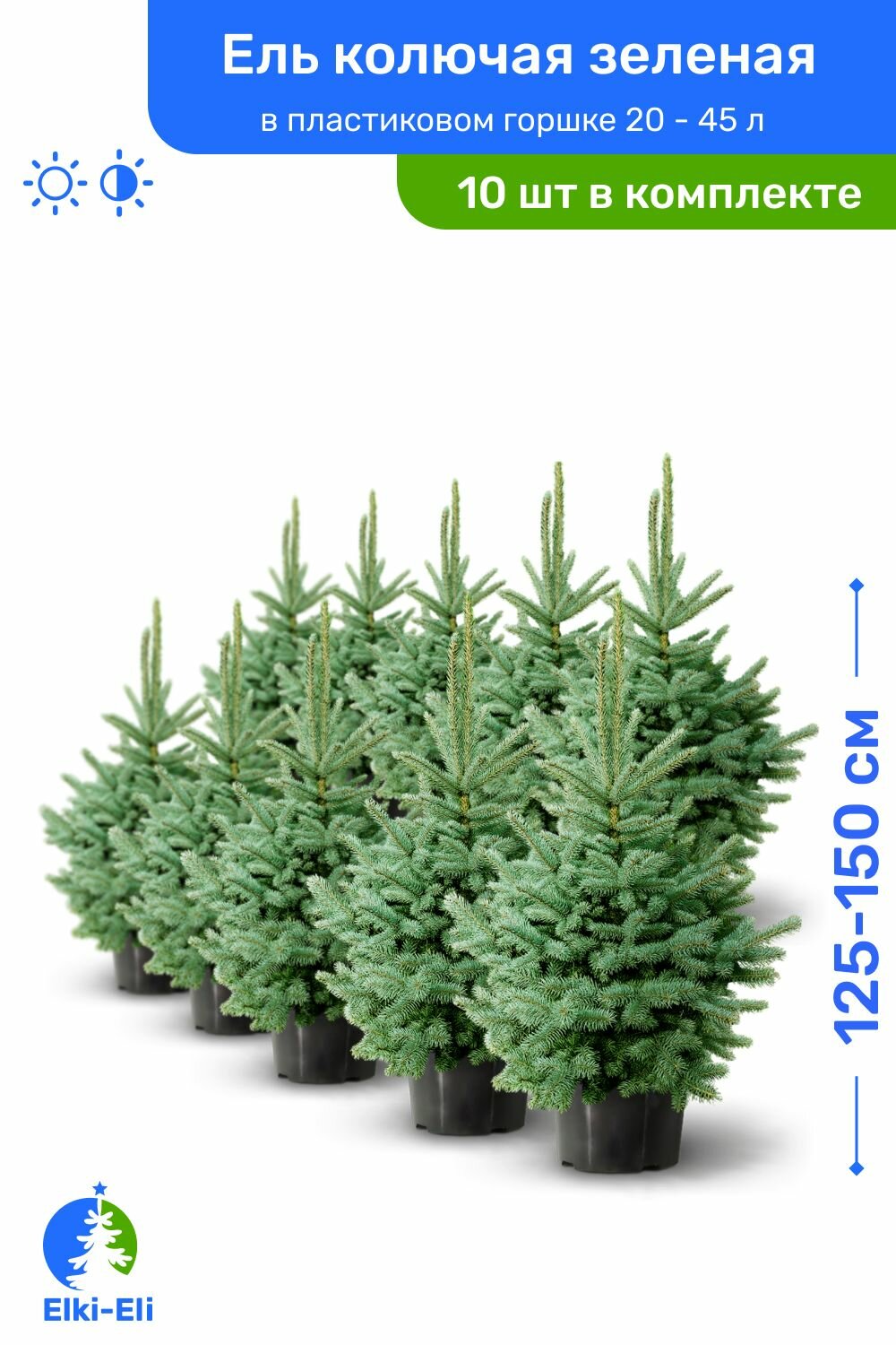 Ель колючая зелёная 125-150 см в пластиковом горшке 20-45 л, саженец, хвойное живое растение, комплект из 10 шт