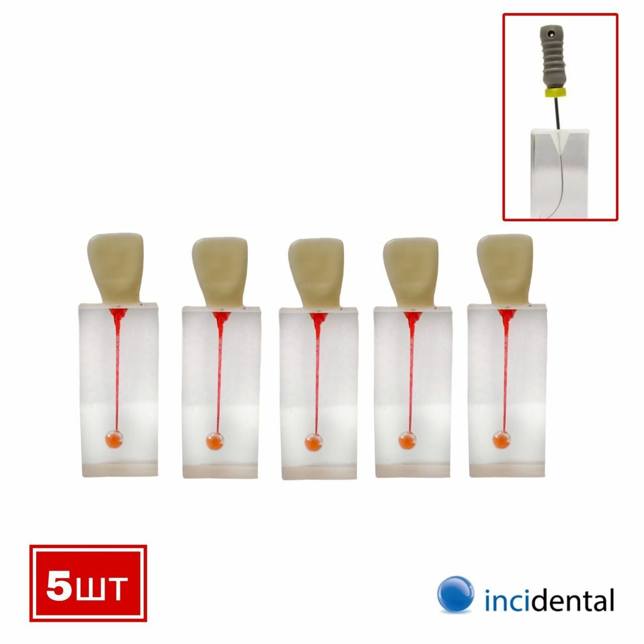 Эндоблок Incidental Дентальный канал с коронковой частью, ( 5 шт резец, один канал окрашен, в области апекса ) N5/11 Прозрачные блоки для обучения и закрепления эндодонтических навыков .