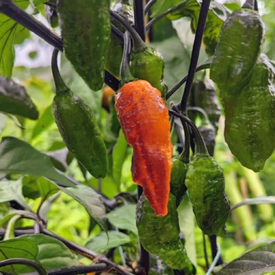 Семена Орешка Перец острый Hallows Eve 5 ШТ