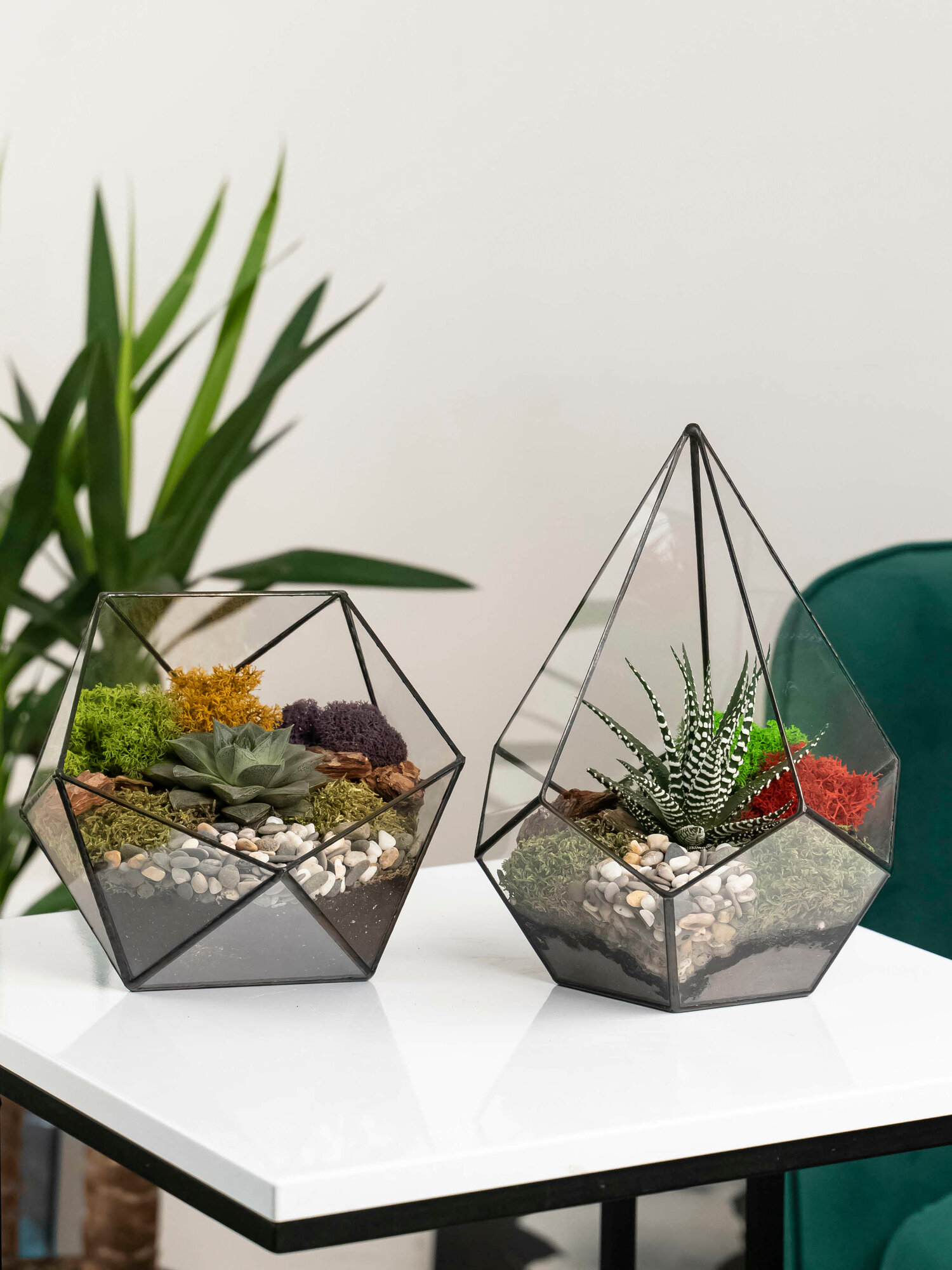 Geo Glass: Комплект растений , флорариум с суккулентами Хавортия, Эхеверия