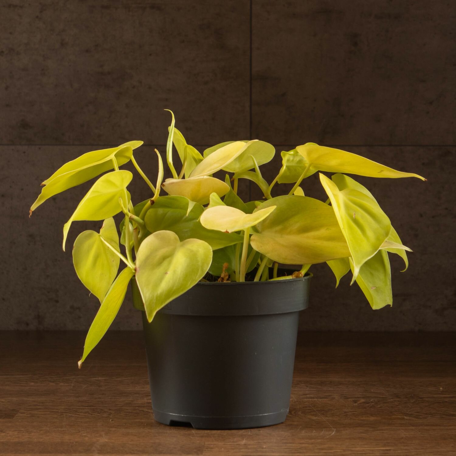 Филодендрон Сканденс лайм 20/12