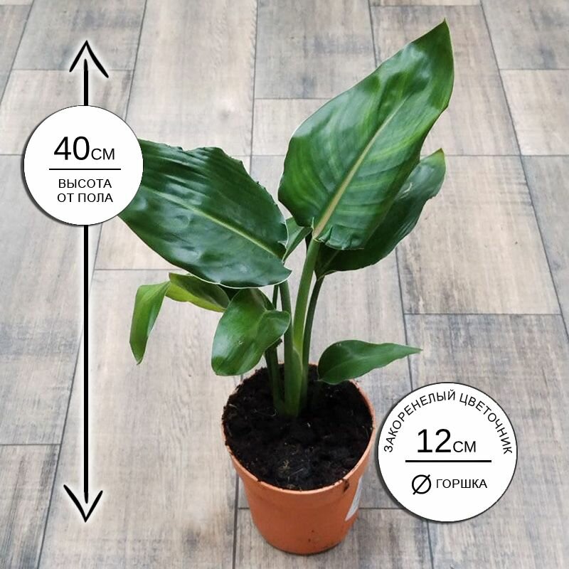 Стрелиция королевская 12*40, живое комнатное растение в горшке, Закоренелый Цветочник