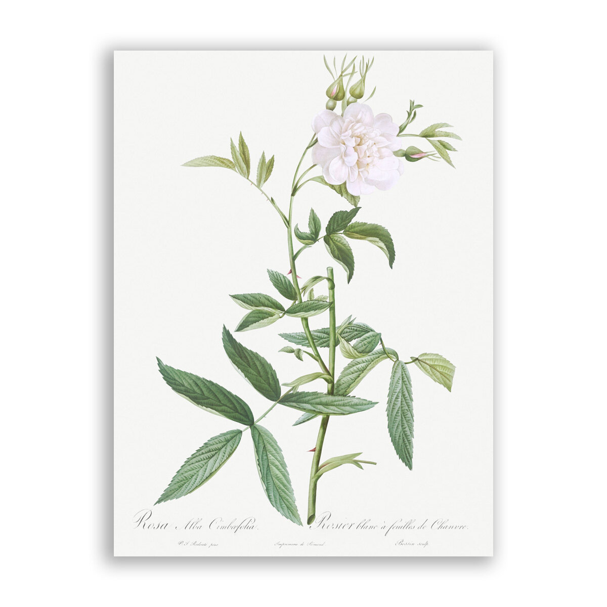 Картина на холсте, репродукция / Пьер-Жозеф Редуте - Rosa x alba / Размер 60 x 80 см
