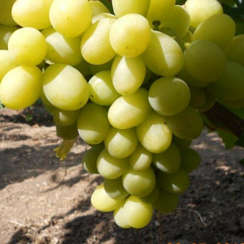 Виноград Синдикат (Столовый/1 саженец), Россия