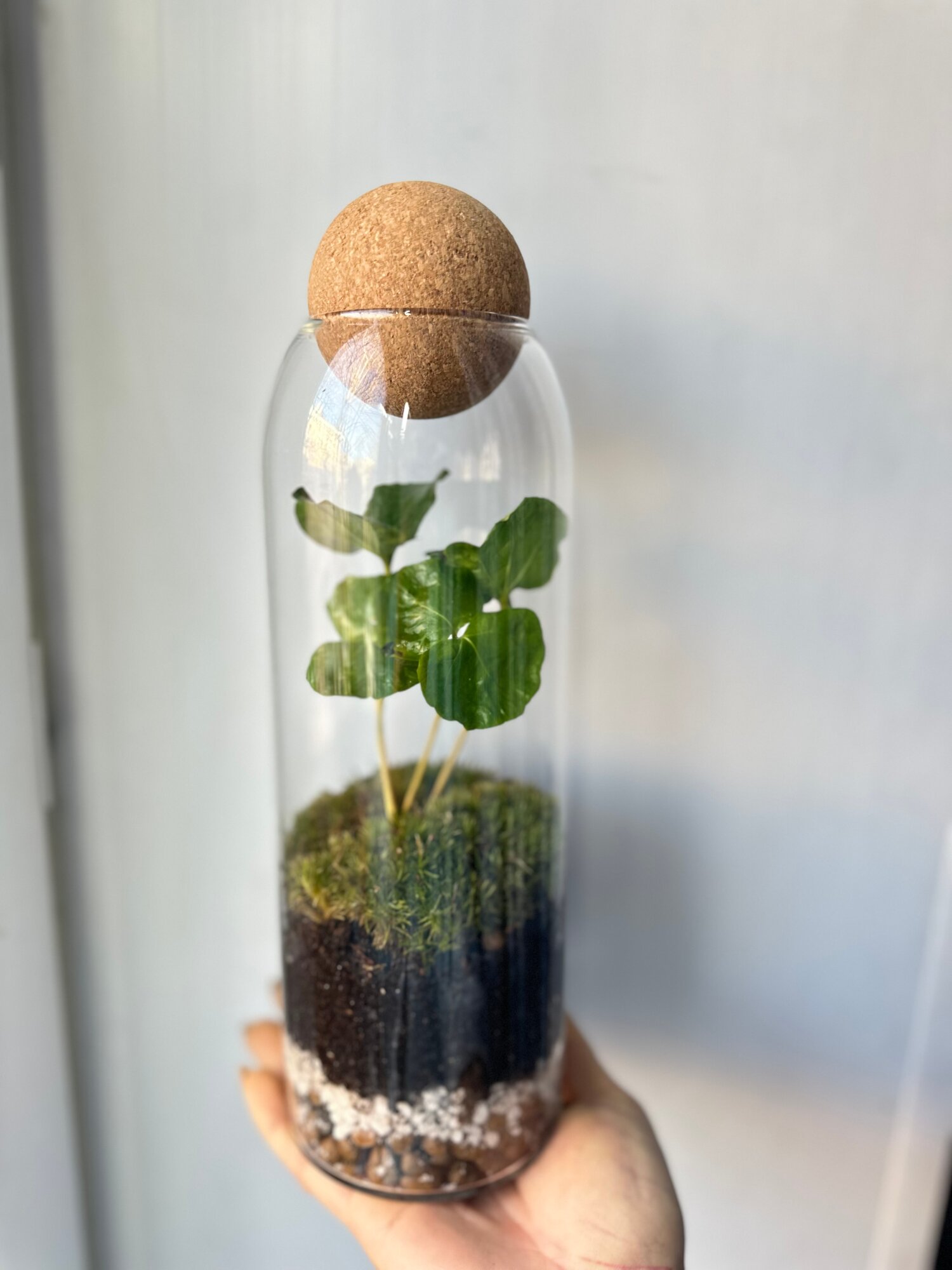 Кофейное Деревце в закрытом флорариуме / экосистема