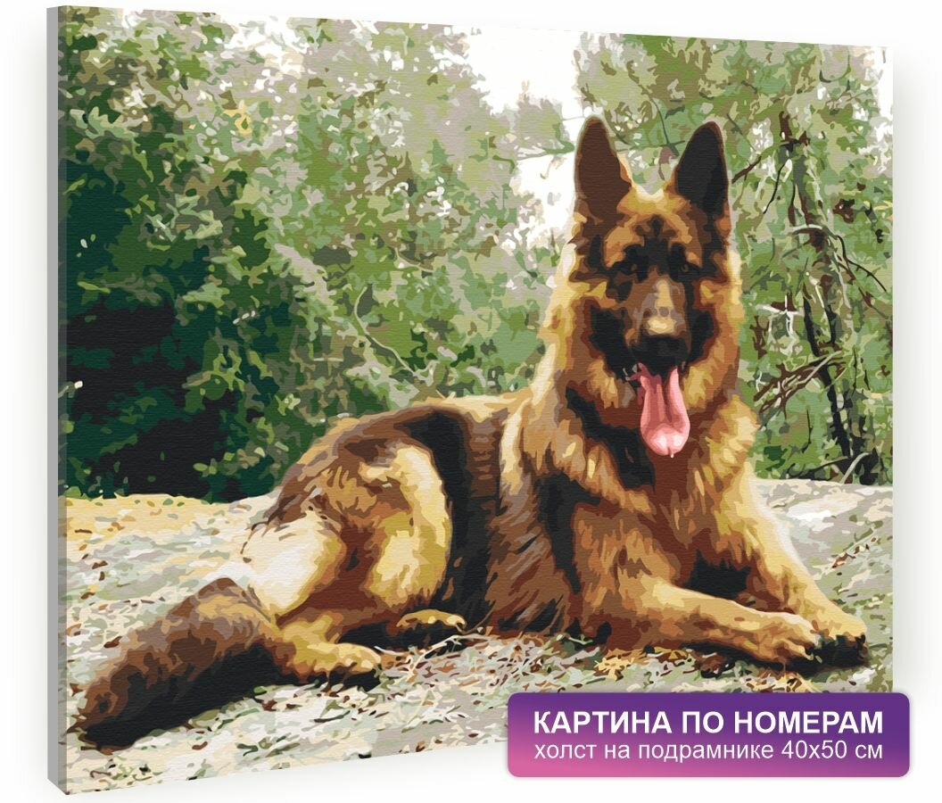 Картина по номерам на холсте с подрамником 40х50 см. Природа, животные, рыбы, птицы. Собаки, щенки. "Немецкая овчарка", арт. 4031/