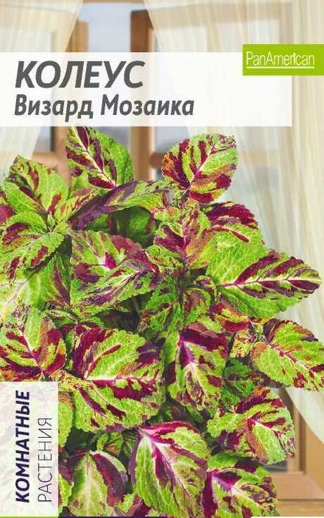 Семена растения Колеус Визард Мозаика