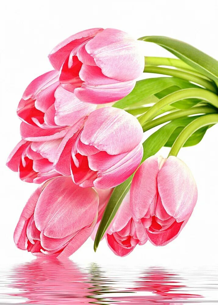 Фотообои Decocode флизелиновые 21-0013-FW Тюльпаны над водой 2,8*2 мелкая вертикальная фактура