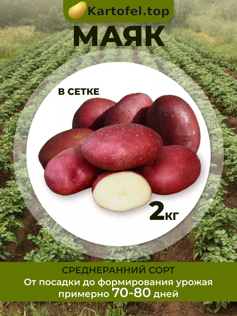 Картофель семенной Маяк 2 кг