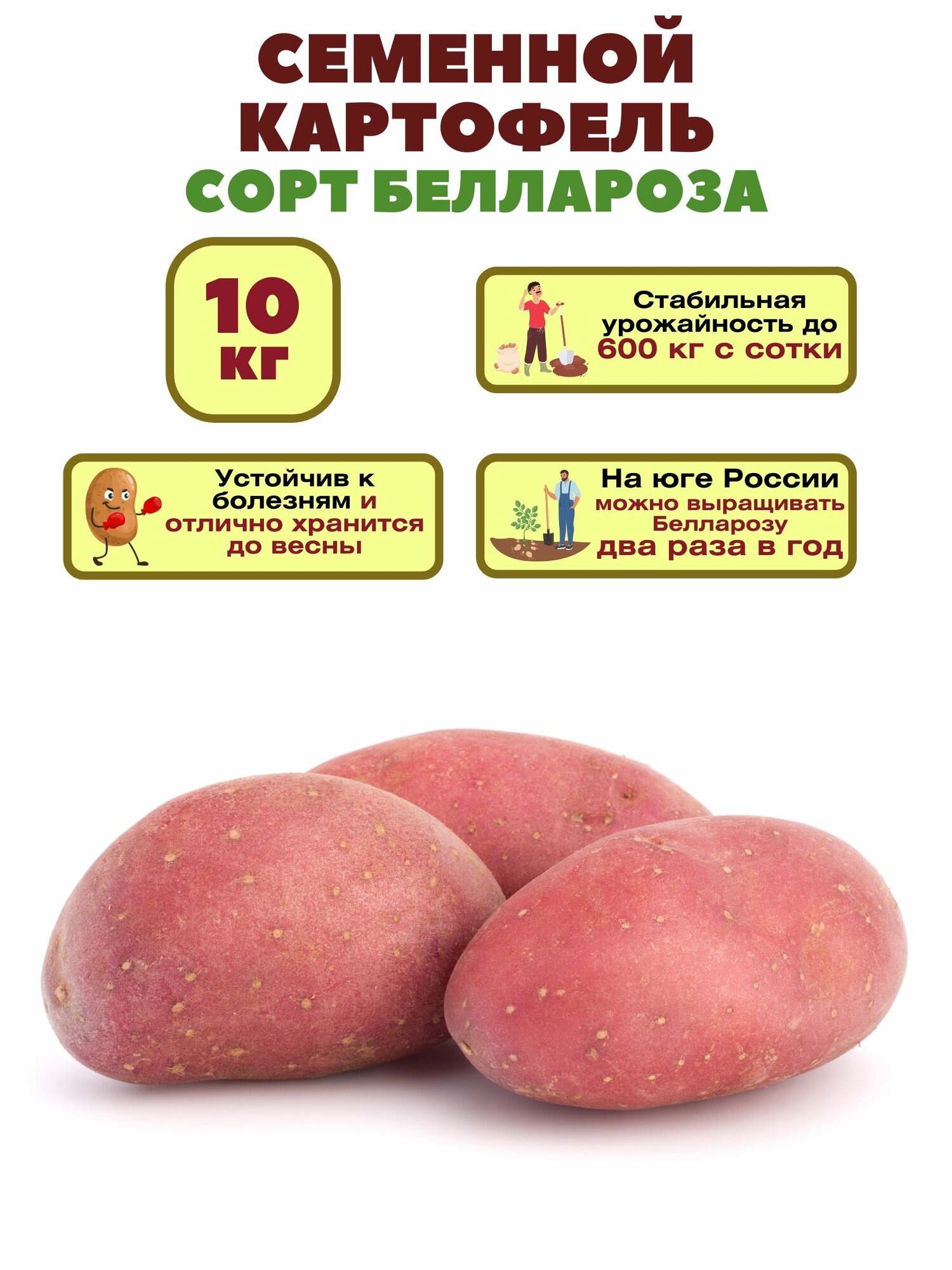 Картофель "Беллароза", 10 кг, семенной, селекционный, крупноплодный, раннеспелый, очень урожайный. Кожура плодов красного цвета, мякоть желтая