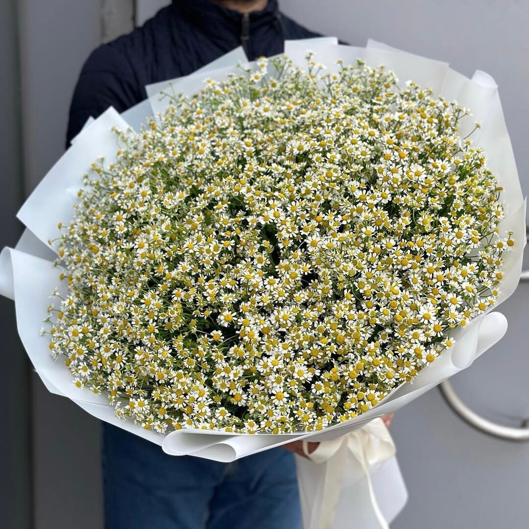 Букет из ромашек 51 шт, красивый букет цветов, шикарный, премиум цветы, премиум букет