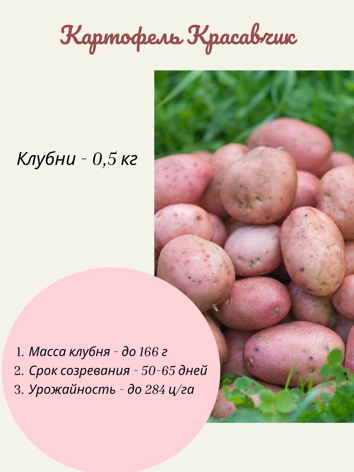 Картофель красный Красавчик 0,5 кг на посадку