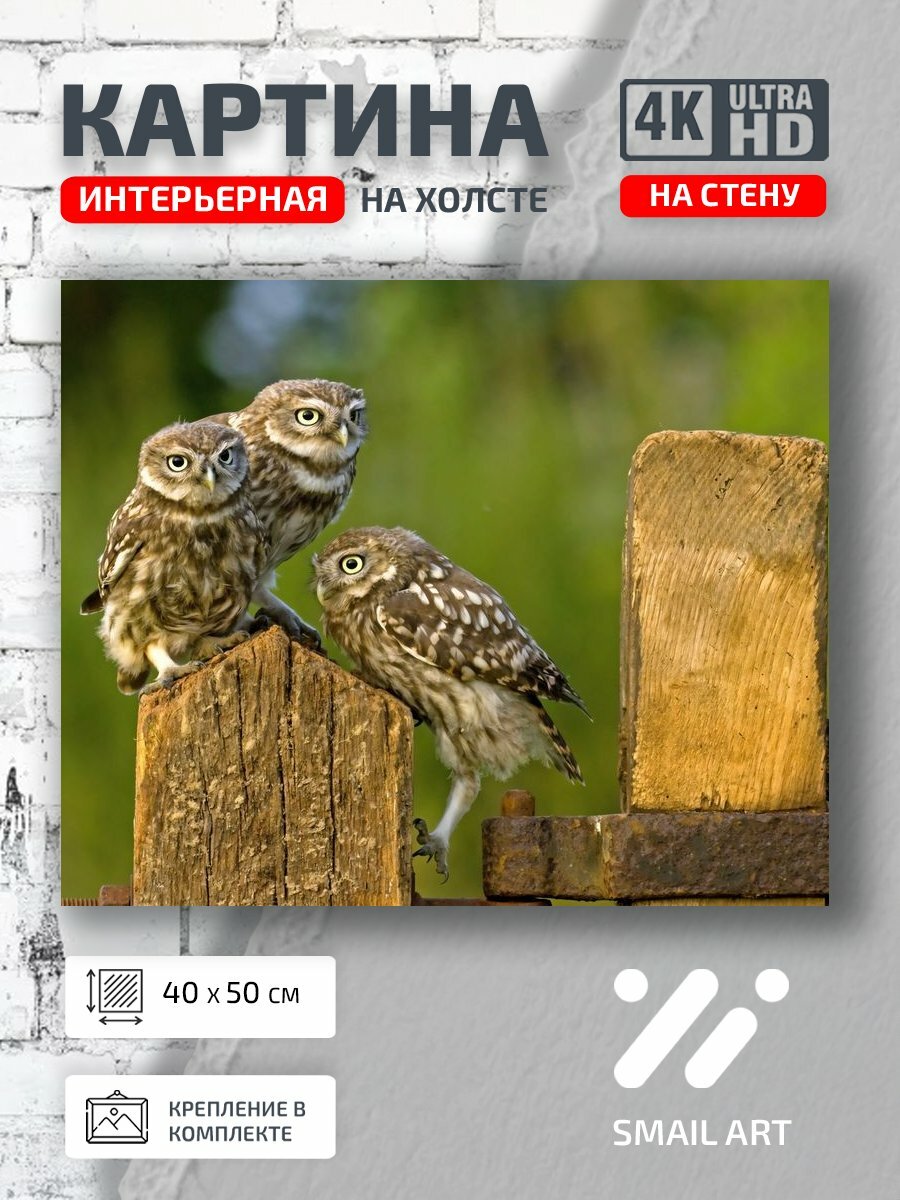 Картина на холсте интерьерная 40 на 50 на стену Птенцы Animal для кабинета animal style