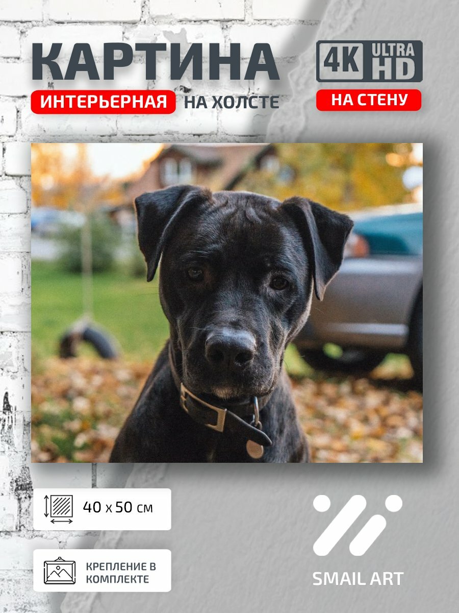 Картина на холсте интерьерная 40 на 50 на стену Лабрадор Mood для офиса атмосфера интерьер