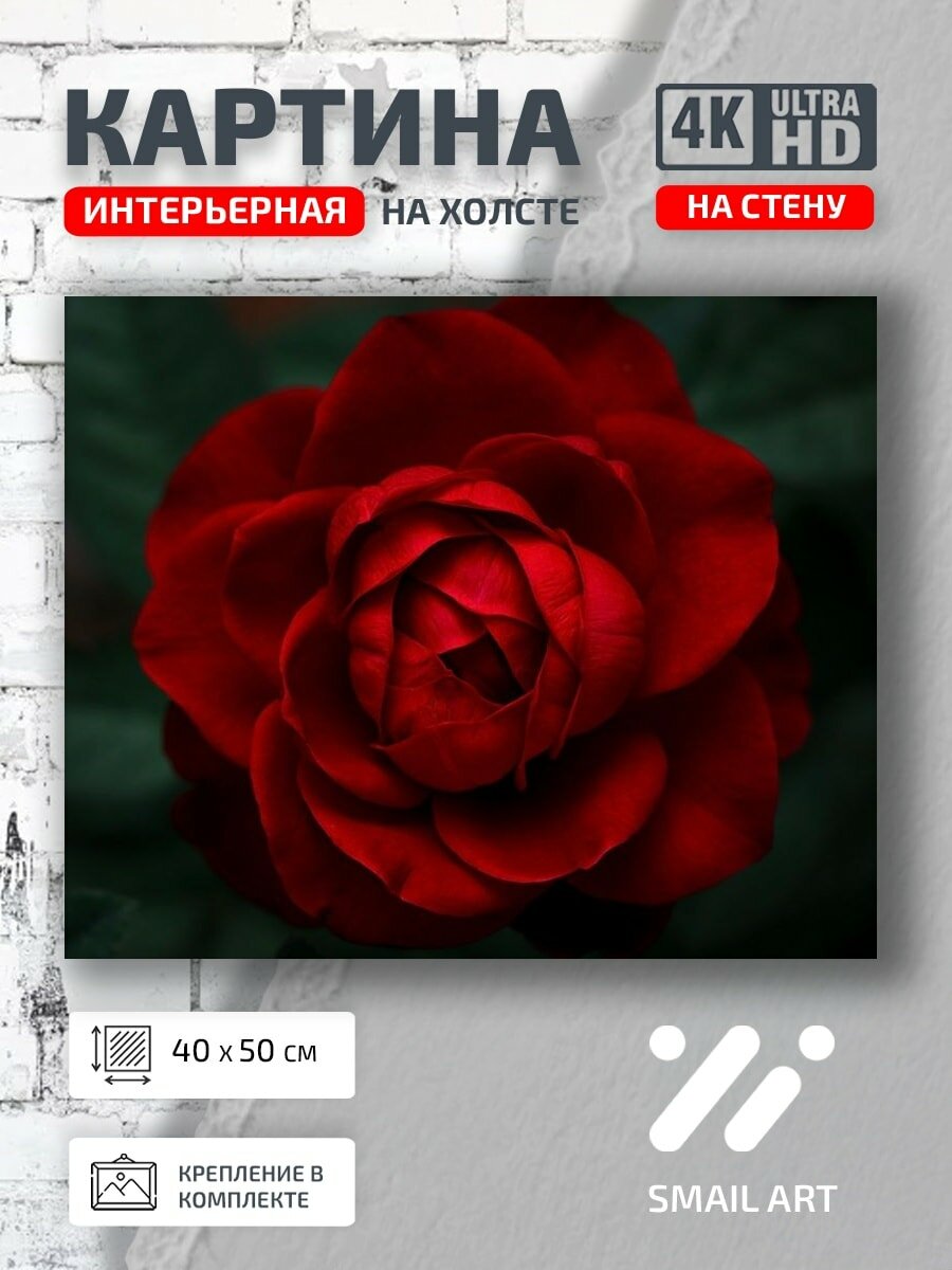 Картина на холсте интерьерная 40 на 50 на стену Бархатная роза для гостиной атмосфера
