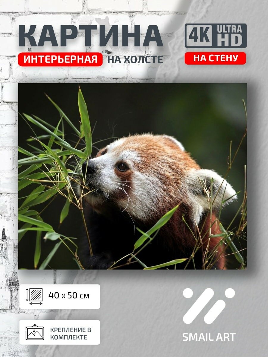 Картина на холсте интерьерная 40 на 50 на стену Животные Панда для студии атмосфера