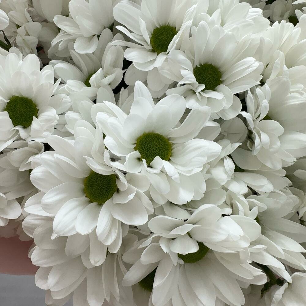 Монобукет Boom Bouquet из 15 Хризантем "Бакарди Вайт", оформленный в фоамиран, высота 60см — фото 1