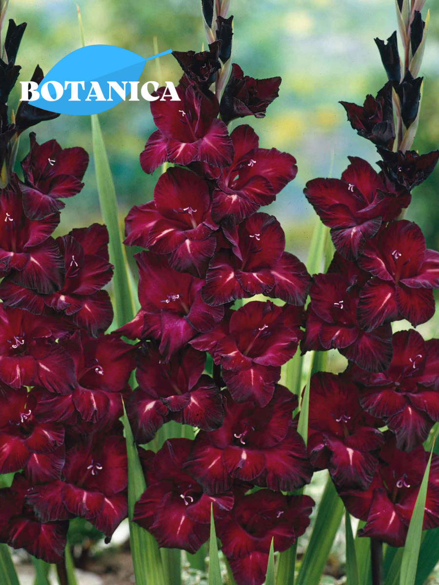 Луковицы цветов, botanica garden , Гладиолус Блэк Сюрпрайз 5 штук