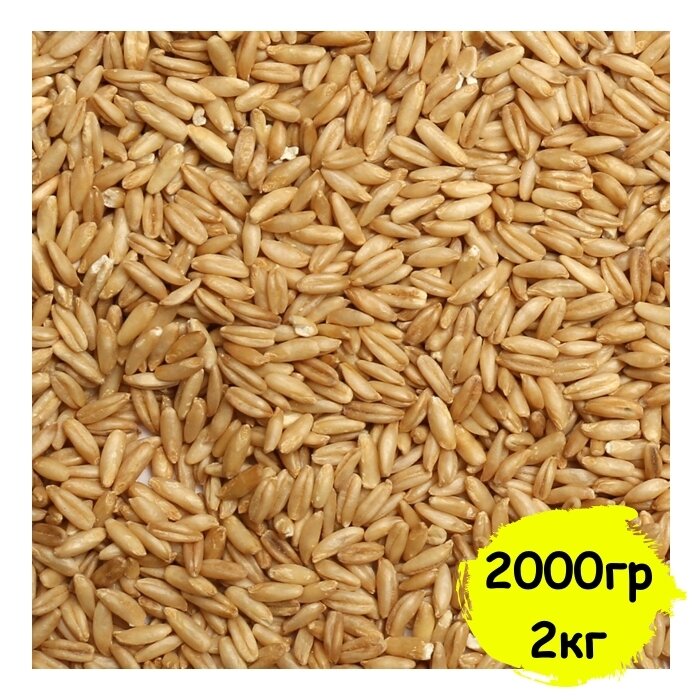 Овес (кубанский) для заваривания и проращивания, Микрозелень для проращивания 2 000 гр, 2 кг