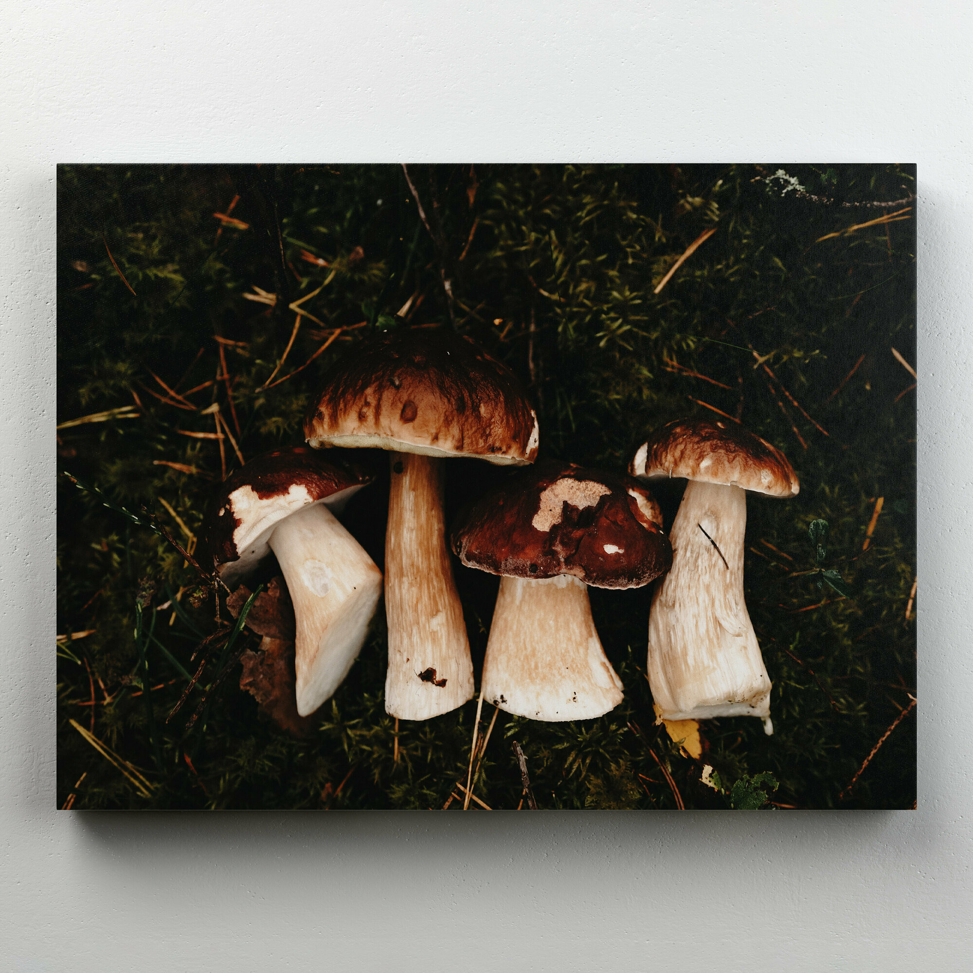 Интерьерная картина на холсте "Белые грибы в лесу" для кухни, кафе и ресторанов, размер 40x30 см