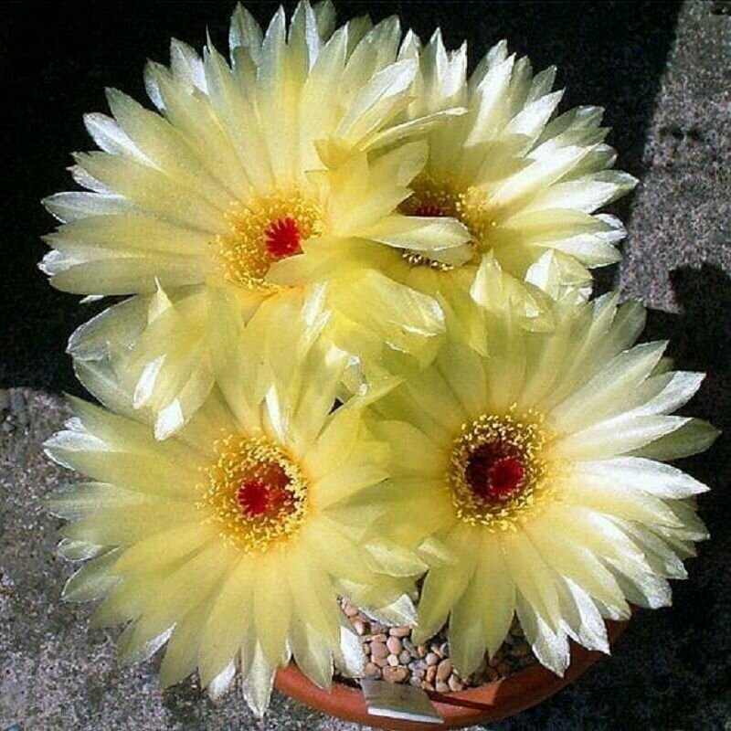 Нотокактус солнечный, Notocactus Apricus, кактусы, семена