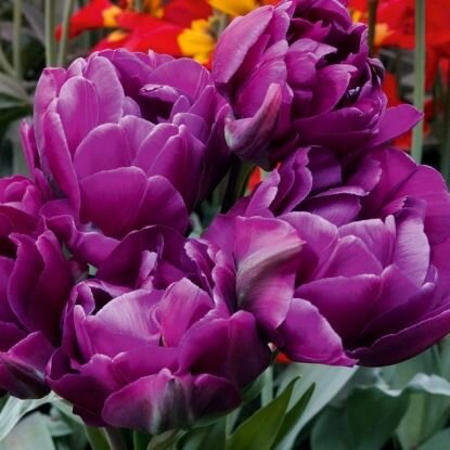 Тюльпан Негрита Дабл 5 шт.