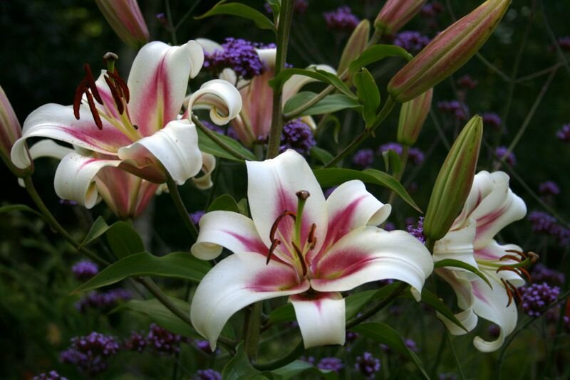 Лилия Бонбини 1 шт