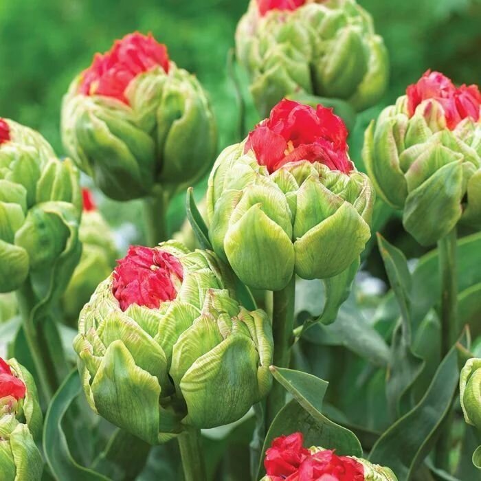 Тюльпан Буллз Ай 5 шт.