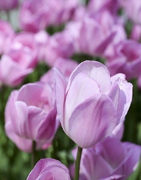 Тюльпан Алиби 5 шт.