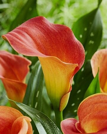 Калла Сансет Пэшн 1шт