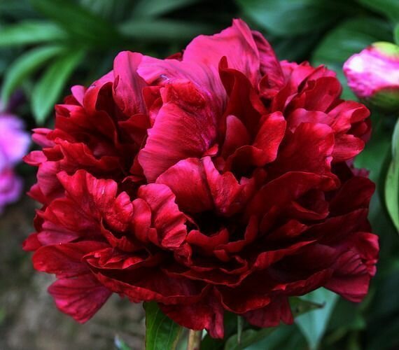 Пион Francoise Ortega 1 шт.