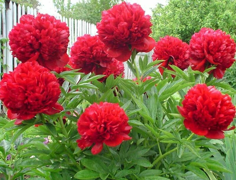 Пион Red Magic 1 шт.