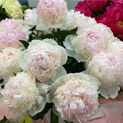 Пион Madame de Verneville 1 шт.