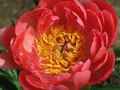 Пион Coral Magic 1 шт.