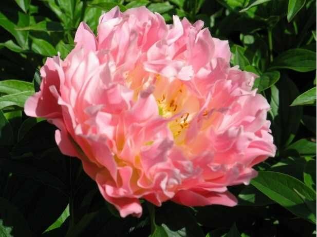 Пион Корал Суприм 1шт