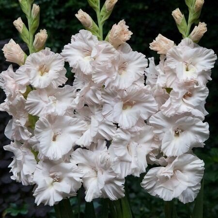 Гладиолус Марш Фриззлс 1шт