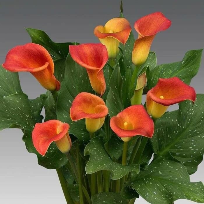 Калла Капитан Фуэго 1шт