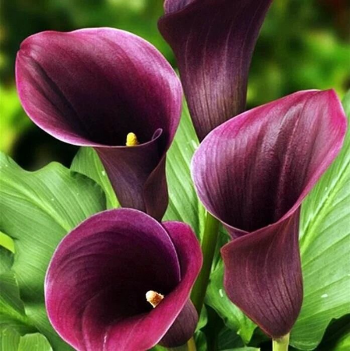 Калла Капитан Промис 1шт