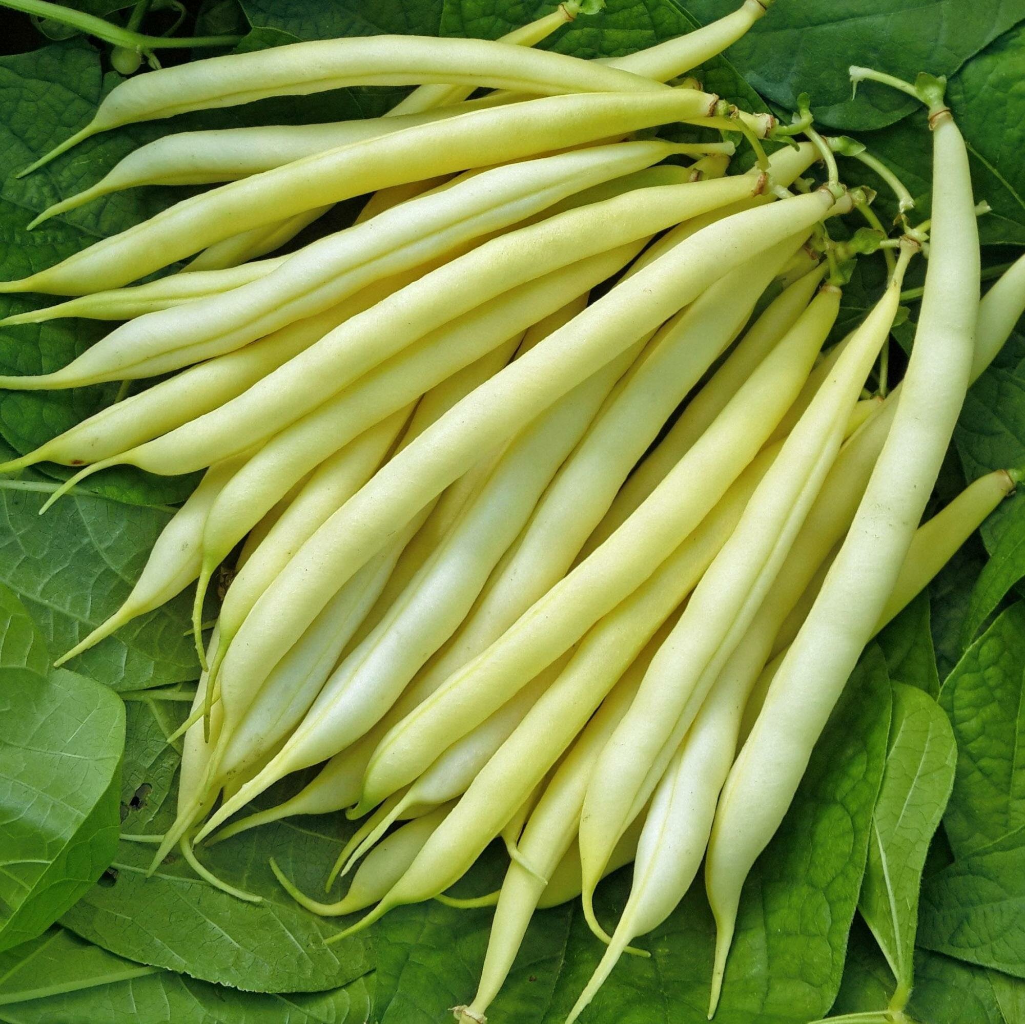 Фасоль пантера(спаржевая) (0,5 гр.), Гавриш, Россия