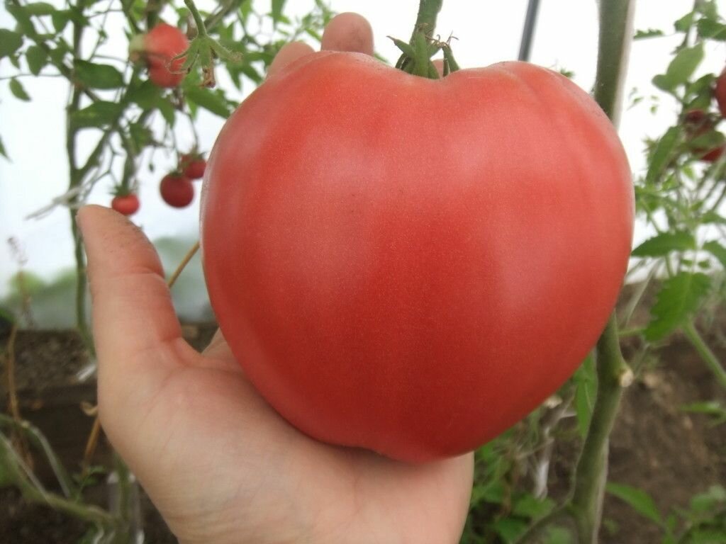 Коллекционные семена томата Минусинские плоские